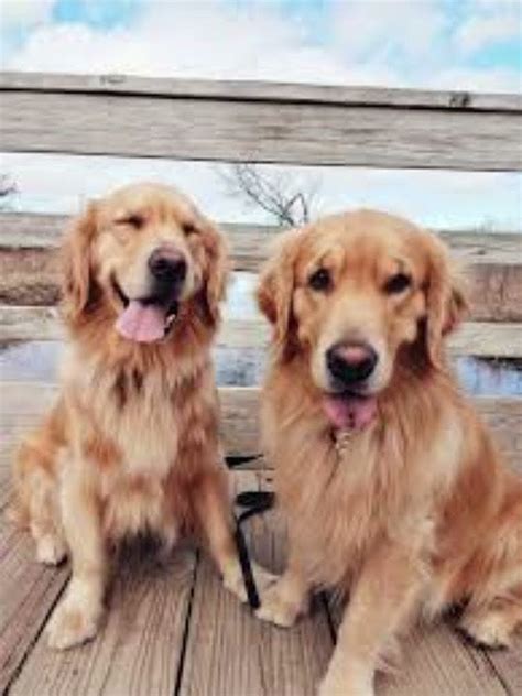 اصوات كلاب Youtube