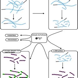 A Schematic View Of The Automated Process