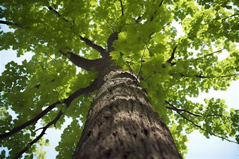 이 이미지는 들판에 있는 키 큰 나무를 보여줍니다 이 사진은 무슨 나무인가요 무엇 의문 배경 일러스트 및 사진 무료 다운로드 Pngtree