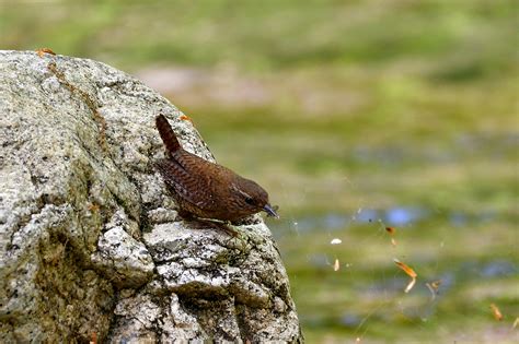 ミソサザイ 2016 05 24 日本の野鳥識別図鑑
