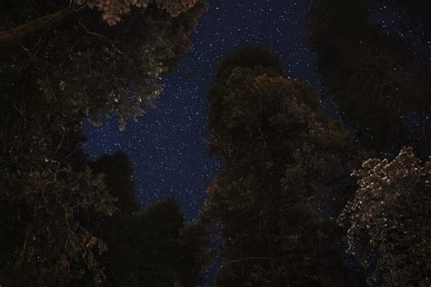 Trees That Produce The Most Oxygen Crate And Basket