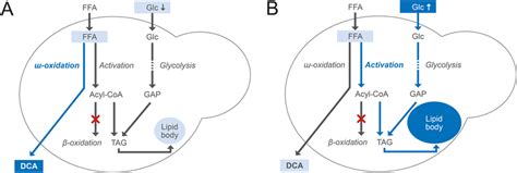 A Graphical Abstract Schematic Overview Of Oleic Acid Incorporation