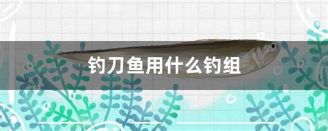 钓刀鱼用什么钓组 鱼百科