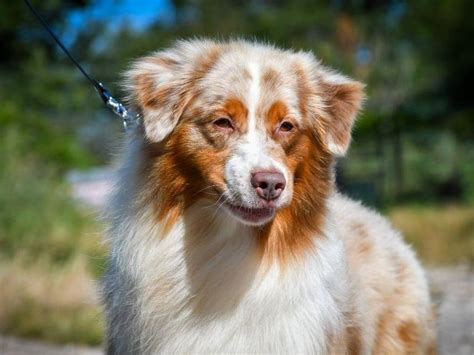 À vendre un chien Berger Australien mâle rouge merle LOF Petite
