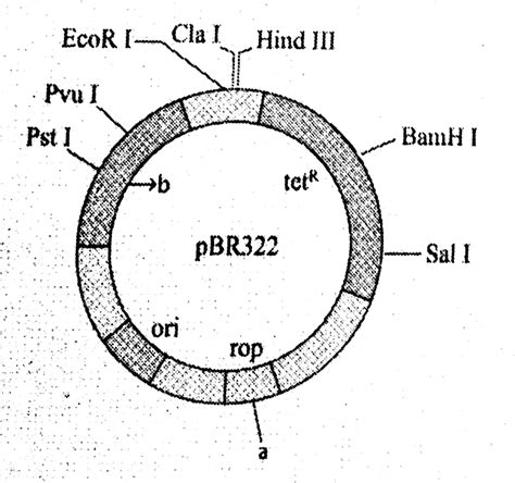 see the pbr322 diagram below to describe a to b plasmid vector