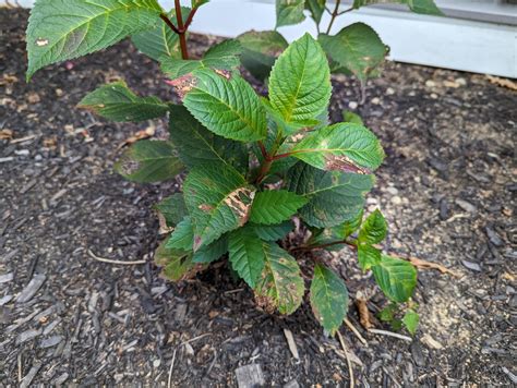 My Hydrangea Bush And Rose Bush Have Leaves That Are Constantly Being Eaten By Something How To