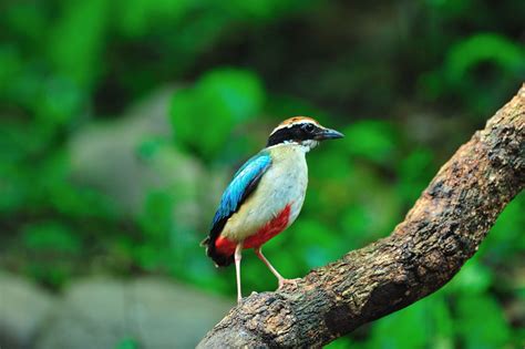 ヤイロチョウ 2 by happytan ID2685471 写真共有サイト PHOTOHITO