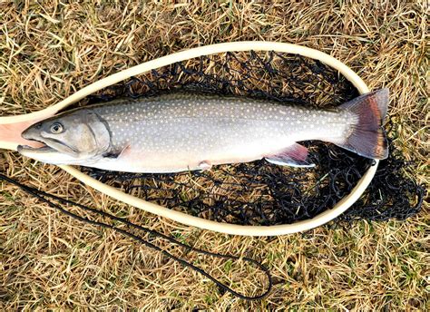 Brook Trout Caught In Cape Breton Island Ns Canada Rtroutfishing