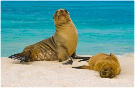 Galápagos Defiende Sus Lobos Marinos La República Ec