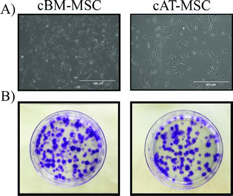 Bacterial Cfu Assay Protocol At Katie Davis Blog