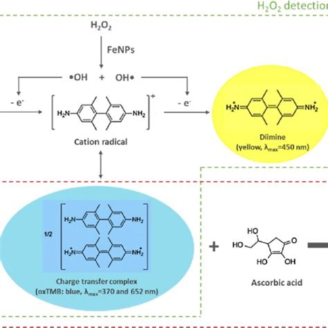 Predicted Colorimetric Aa Detection Steps Download Scientific Diagram