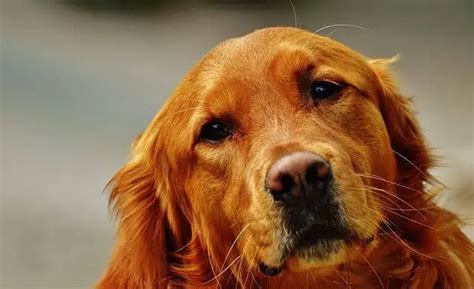 Golden Retriever Vs Cocker Spaniel 9 Differences Between Them