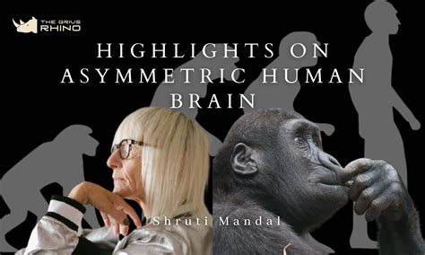 Highlights On Asymmetric Human Brain The Qrius Rhino Highlights On Asymmetric Human Brain The Qrius Rhino