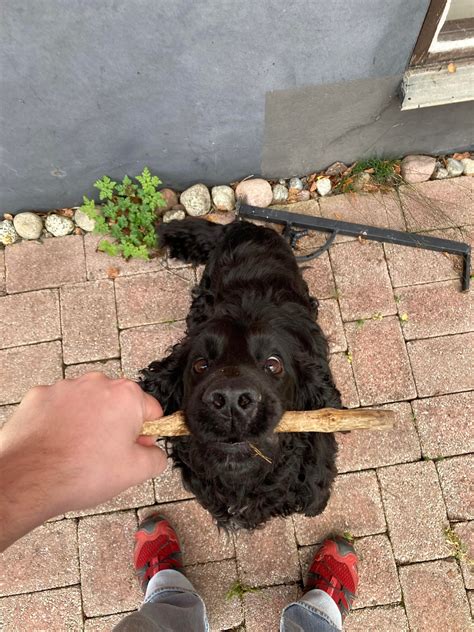 Mouse Doesnt Want To Let Go Of The Stick Rcockerspaniel