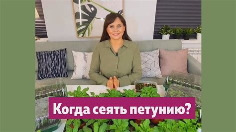 Когда сеять петунию Youtube