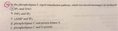 Solved 30 In The Phospholipase C Signal Transduction