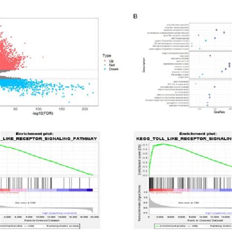 Rna Seq Differential Expression And Functional Enrichment Analysis In Download Scientific