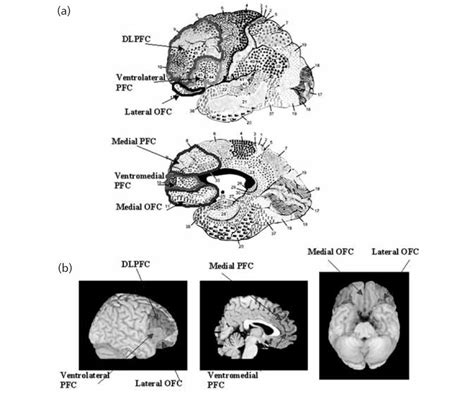 Prefrontal Cortex Brmlab