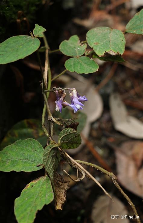 滇西北观花纪行其五 苍山 知乎