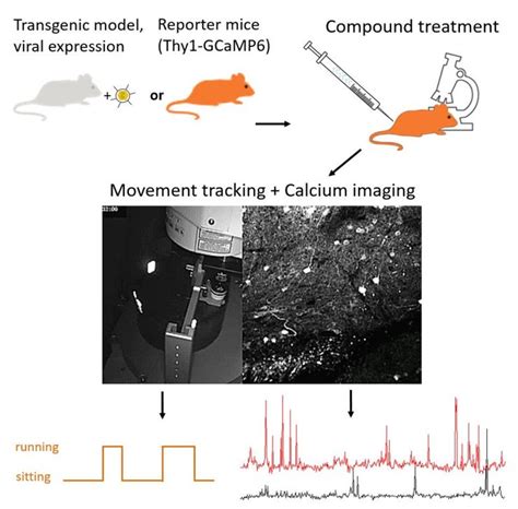 Calcium Imaging Neurotar