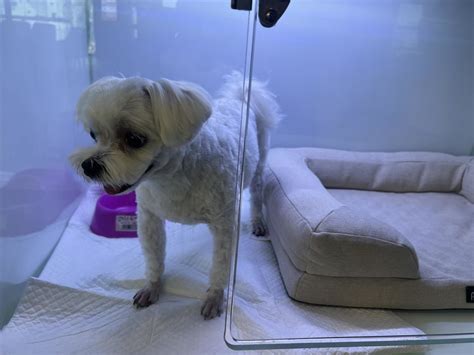 말티즈 해피 소형강아지종류 브숏 말티슈 푸들성격 꼬똥드툴레아분양 브리더분양 작은강아지 털없는강아지 회색푸들 타이니푸들 키우기쉬운강아지 믹스견종류 풍산개분양 잭러셀테리어분양