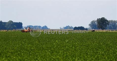 Estimación área Soja 2122 Argentina Cae A 163 Million Has Por Demora