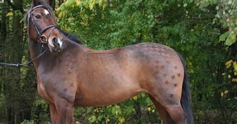 6 Tips For Clipping Without Force And Insecurity Malgré Tout Media