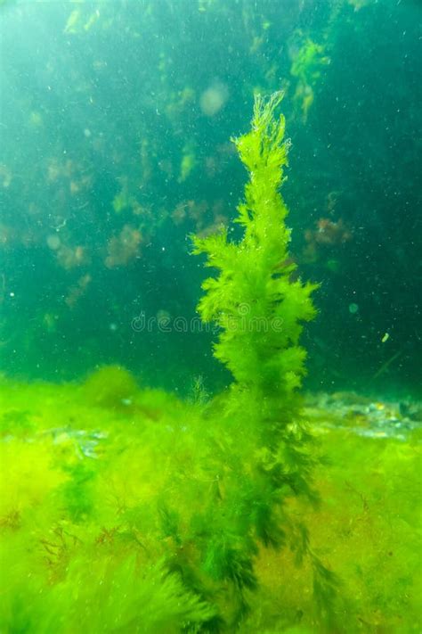 Green And Red Algae On Underwater Rocks Enteromorpha Ulva Ceramium