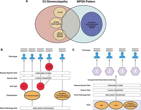 Clusters Not Classifications Making Sense Of Complement Med Journal Of The American