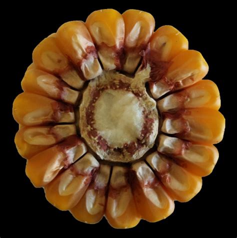 2019 Corn Inbred Lines Release Co475 Agriculturecanadaca