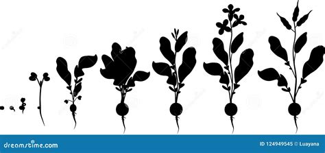 Radish Life Cycle Stages Of Radish Growth From Seed And Sprout To