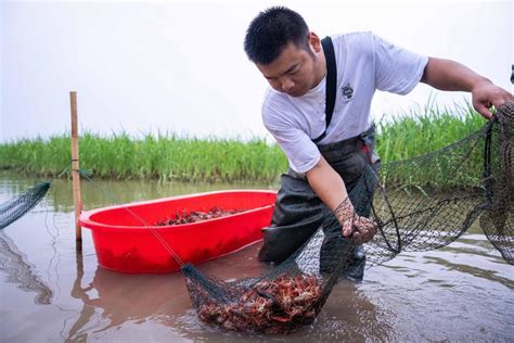 湖南南县：小龙虾带动大产业