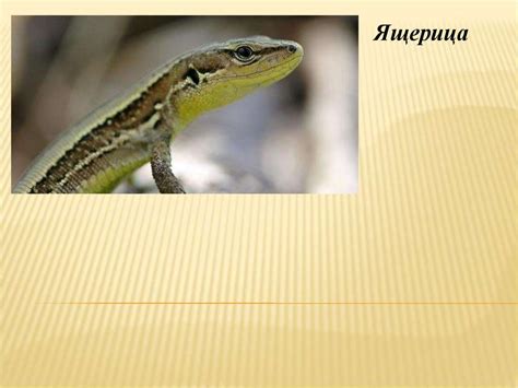 Животные луга презентация онлайн
