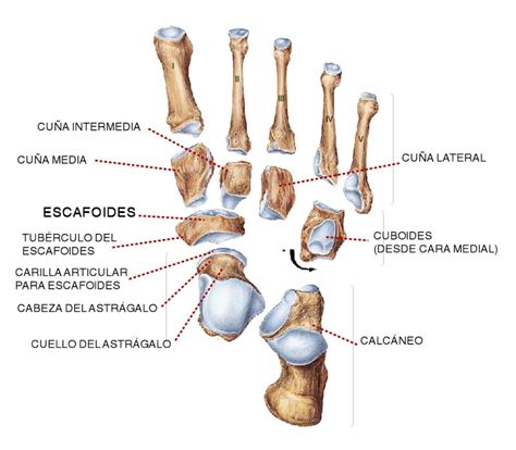 Los Huesos Del Pie