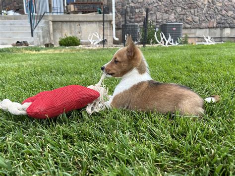 Royal Basenji Hybrids Spanish Fork Ut