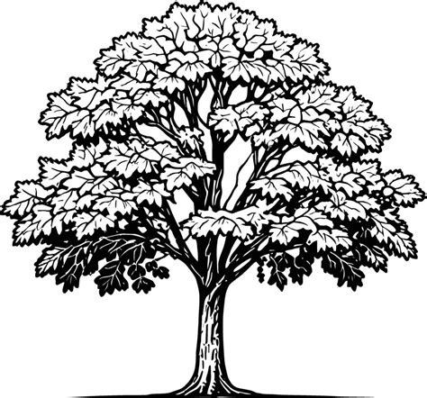 Line Art Icon Of A Sycamore Tree On A White Background 47622779 Vector