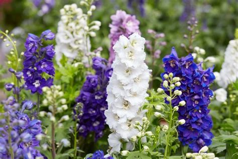 Growing Delphiniums In Pots Uk