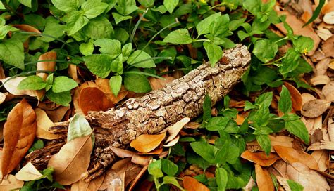 Dead Twig By Azurequest On Deviantart