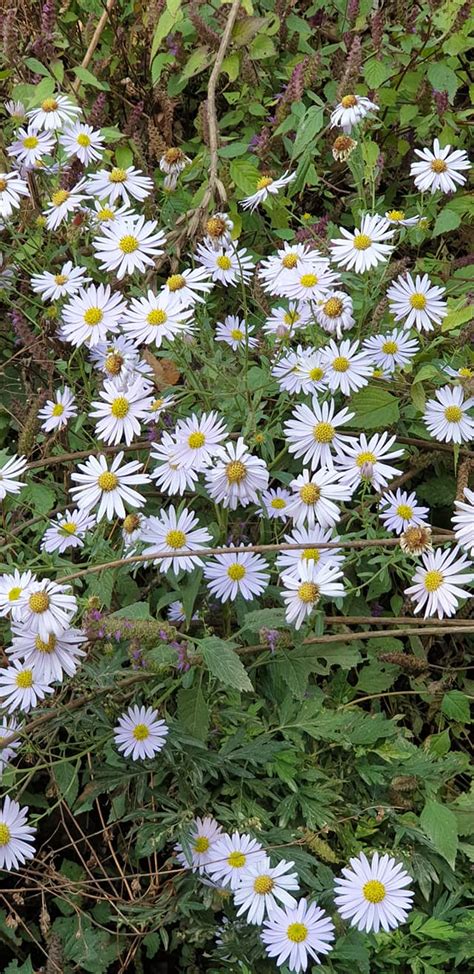 김형욱 카이스트 연구과제 한국과학기술연구원 분자인식연구물 군락을 만났는데 내가 찾는게