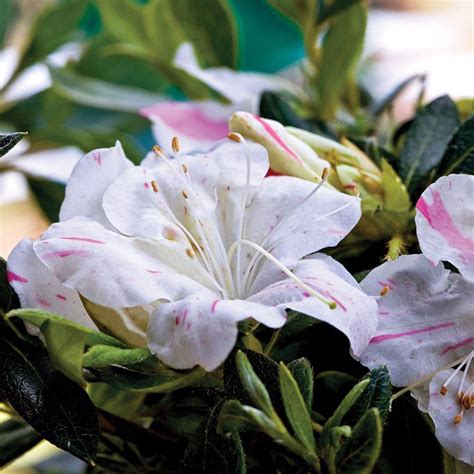 Autumn Starlite Encore Azalea