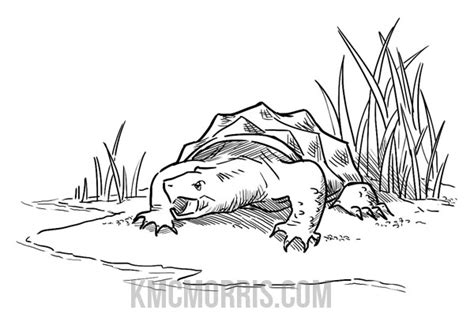 Kelley McMorris Illustration Snapping Turtle