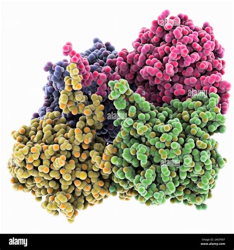 Glycine N Methyltransferase Molecular Model Of A Glycine N
