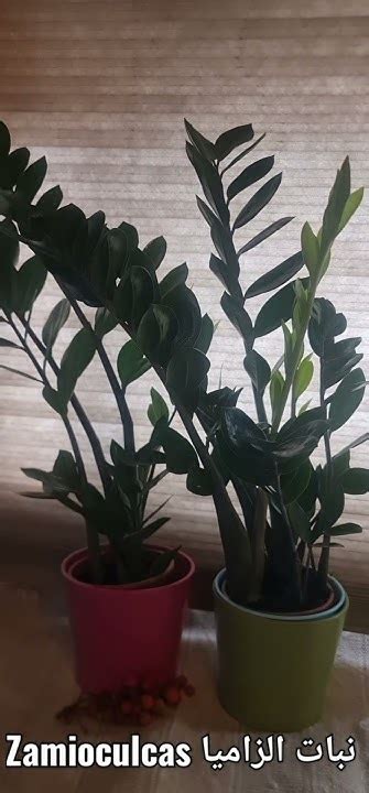 نبات الزاميا Youtube