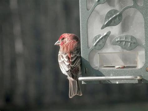 6 Best Finch Feeders For Thistle And Nyjer Seed Top Brands