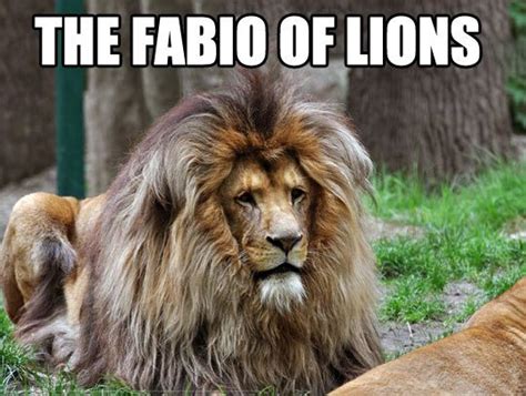85 Best Images About Lion Memes On Pinterest Lion King Meme The Lion Sleeps Tonight And