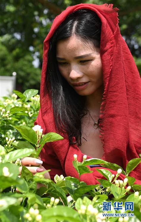 广西横县：茉莉花香引客来 时政新闻 浙江在线