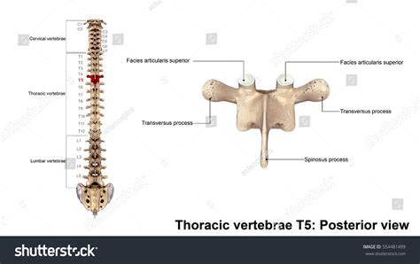 Thoracic Vertebrae T5 Posterior View 3d Illustration De Stock 554481499 Shutterstock