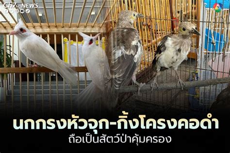 ข่าวชุดเหยี่ยวดง จับหนุ่มวัย 36 ปี เลี้ยงนกกรงหัวจุก กิ้งโครงคอดำ รวม