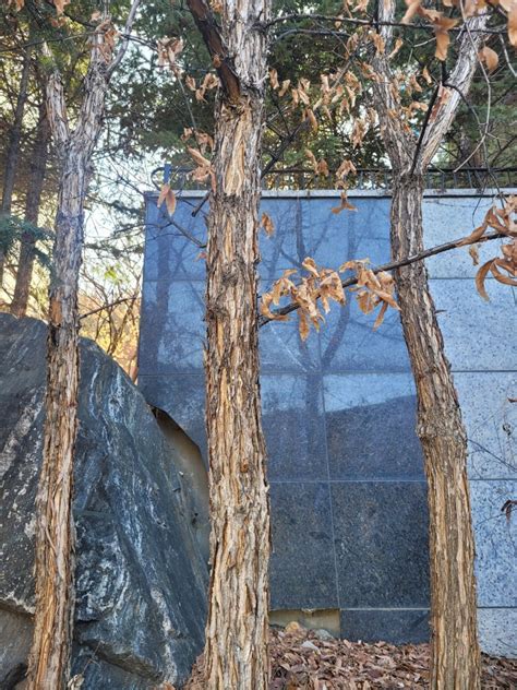 나무 질문입니다 지식in