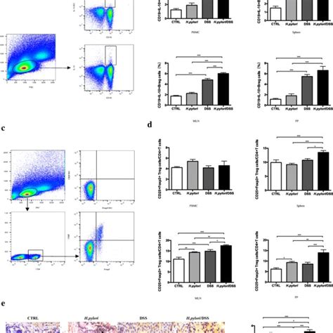 Cd19⁺il 10⁺breg Cells And Cd4⁺cd25⁺foxp3⁺treg Cells In Acute Colitis